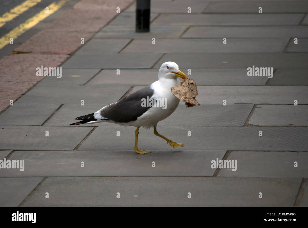 Seagull carrying a paper bag, hoping to find food in it, in Princes ...