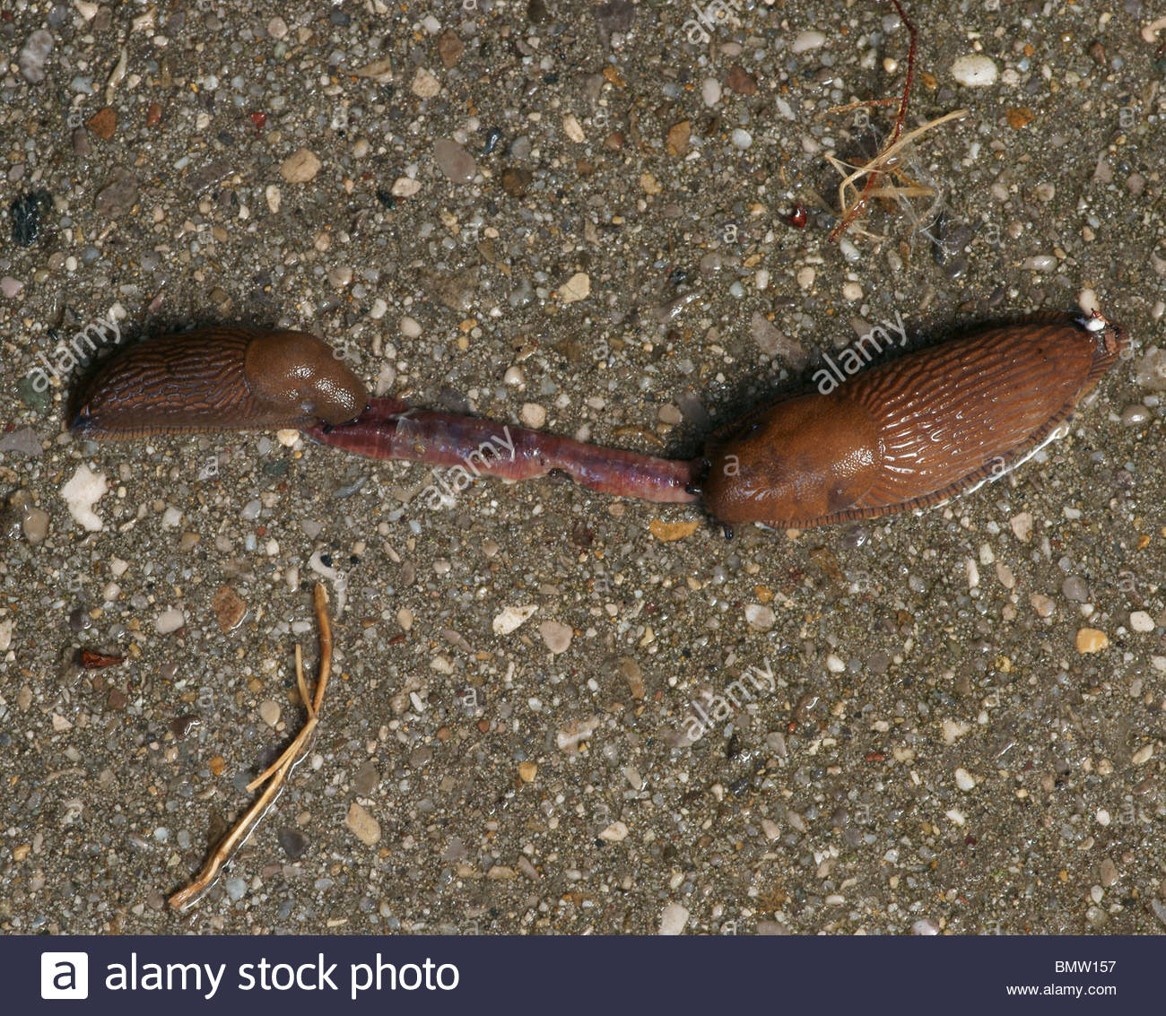 Slugs High Resolution Stock Photography and Images - Alamy