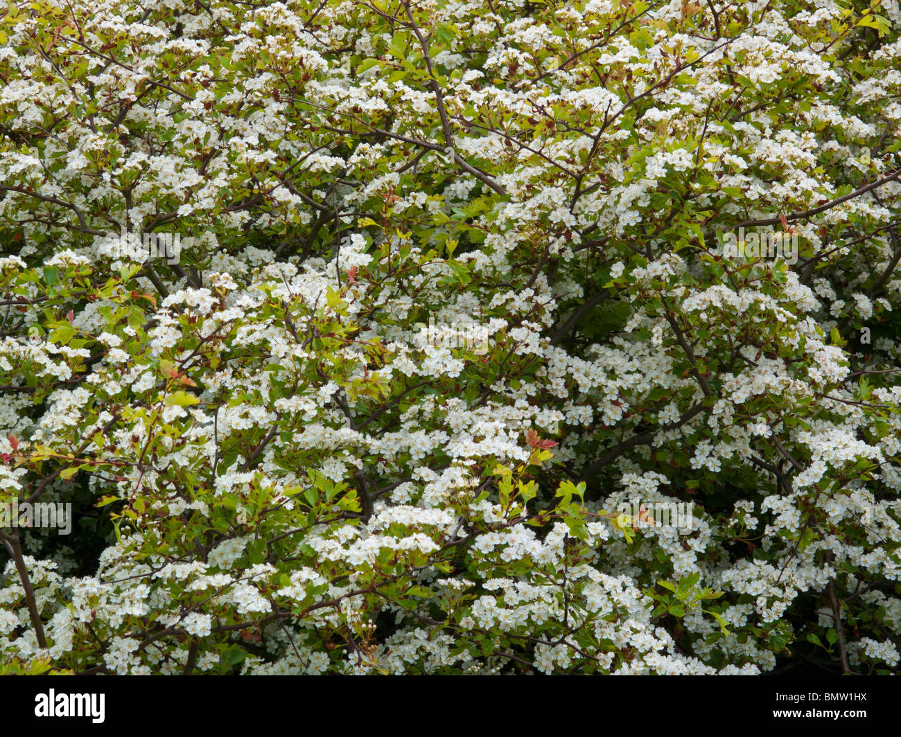 Hawthorne hedge hi-res stock photography and images - Alamy