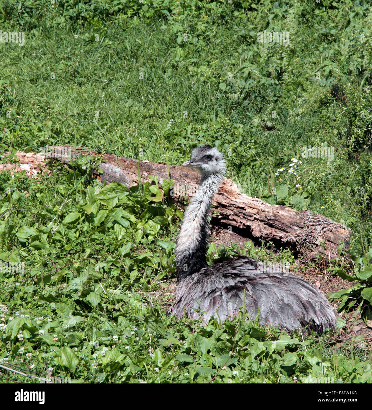 The Greater Rhea Rhea Americana is also known as the Grey, Common or ...