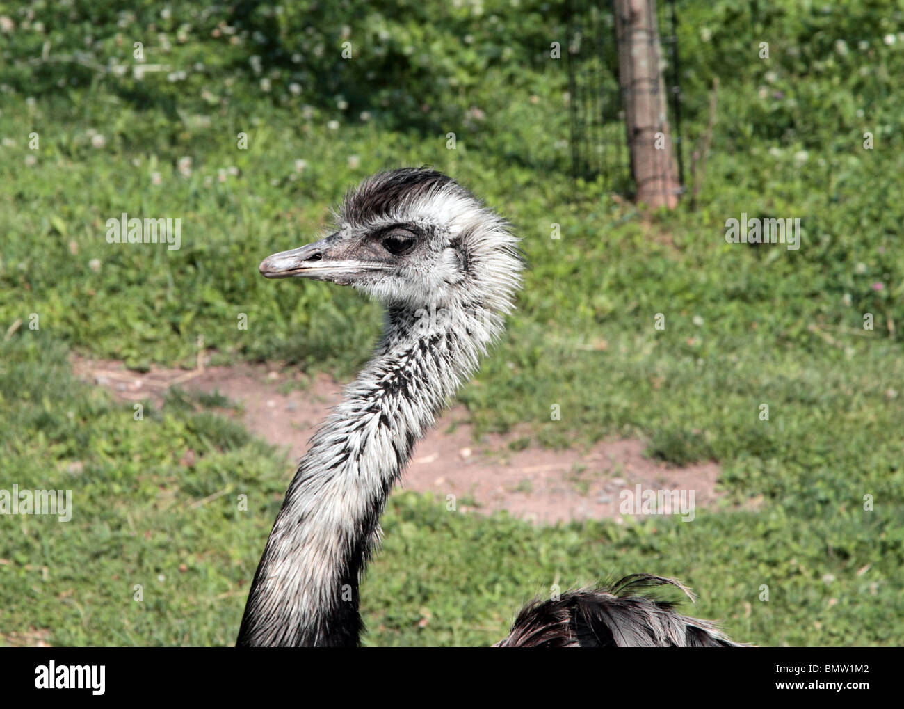 The Greater Rhea Rhea Americana is also known as the Grey, Common or ...