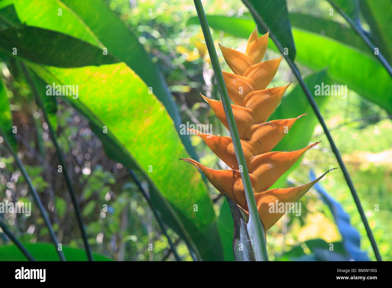 Caribbean, St Lucia, Diamond Botanical Gardens, Heliconia Flower ...
