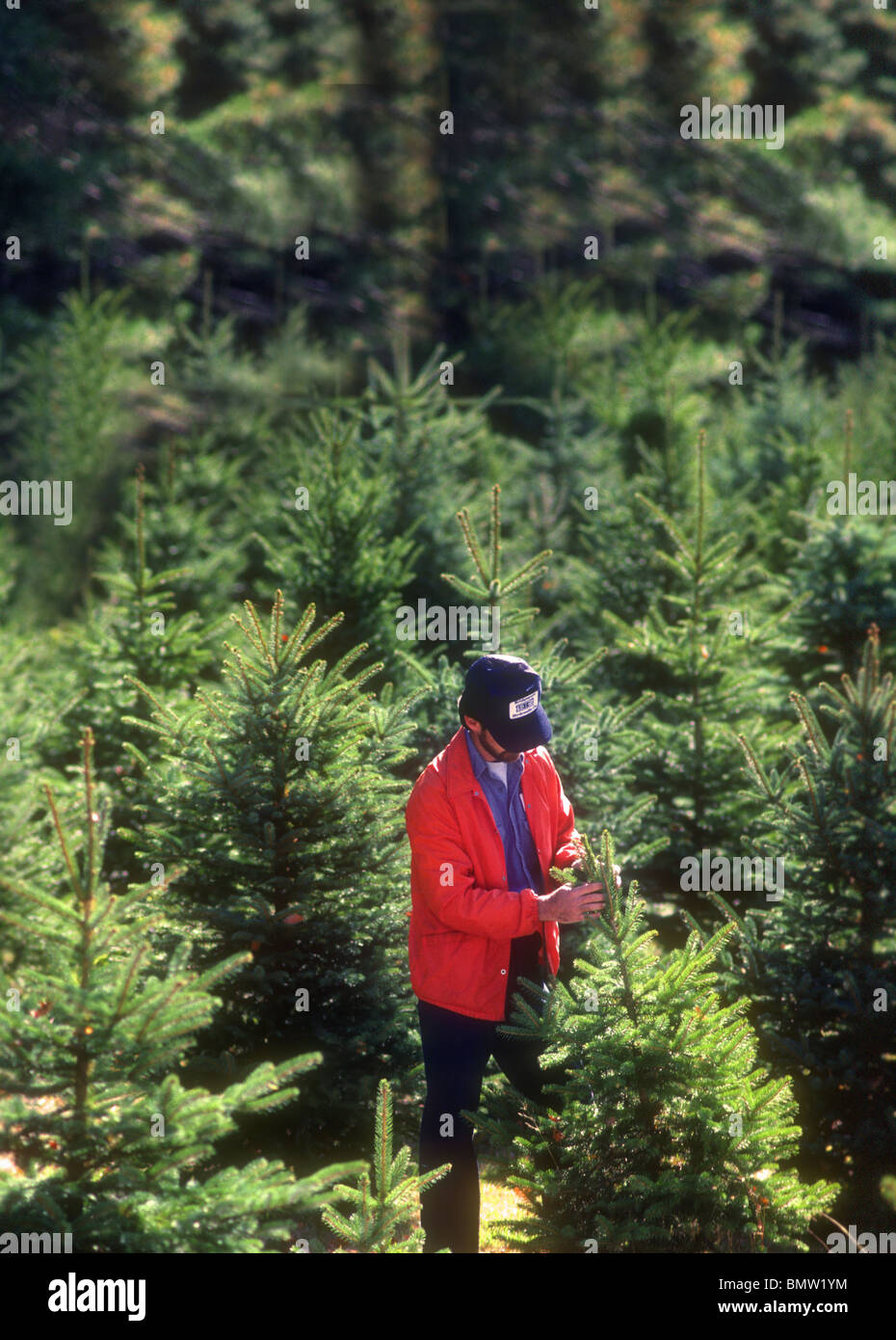 Quality control on tree farm Stock Photo - Alamy