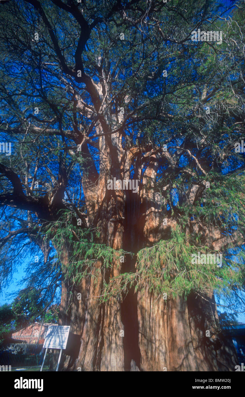 El árbol del tule hi-res stock photography and images - Alamy