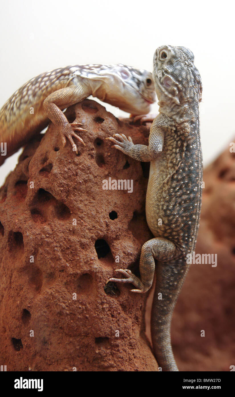 central netted dragons fighting over a rock Stock Photo - Alamy