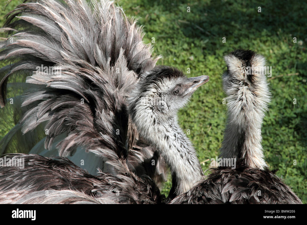The Greater Rhea Rhea Americana is also known as the Grey, Common or ...