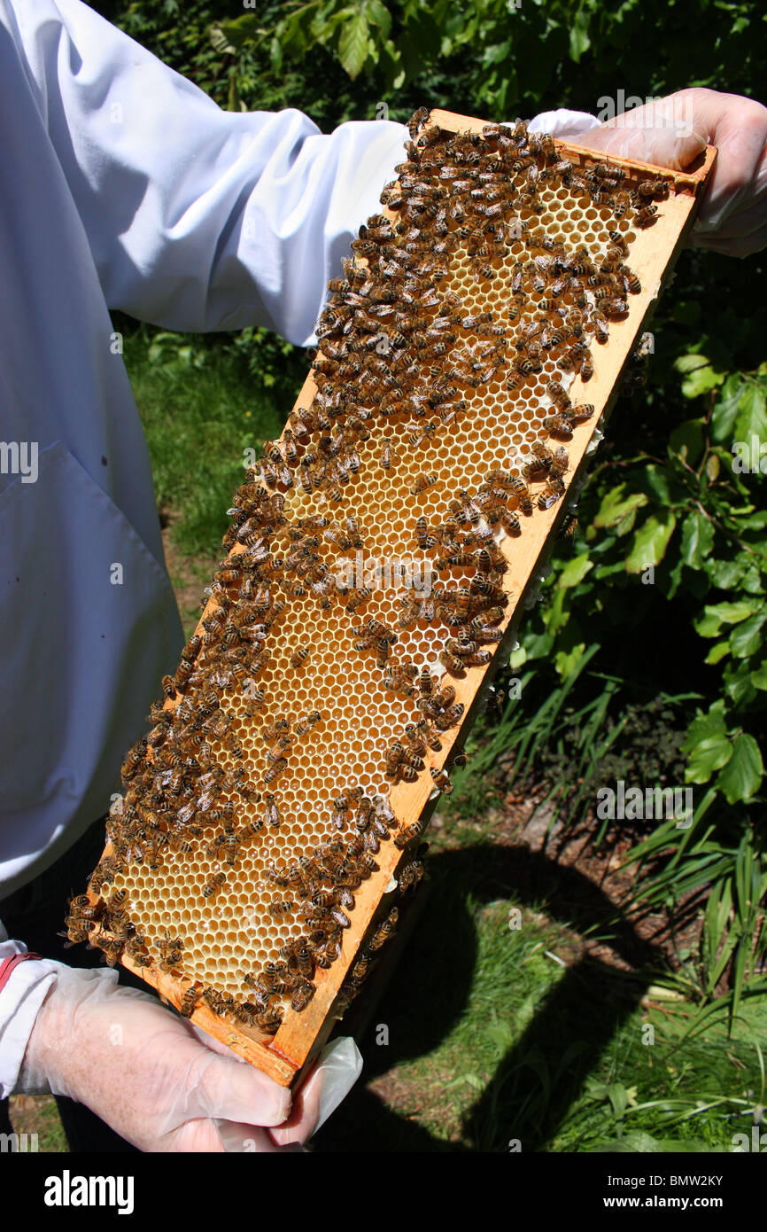 Hive super hi-res stock photography and images - Alamy