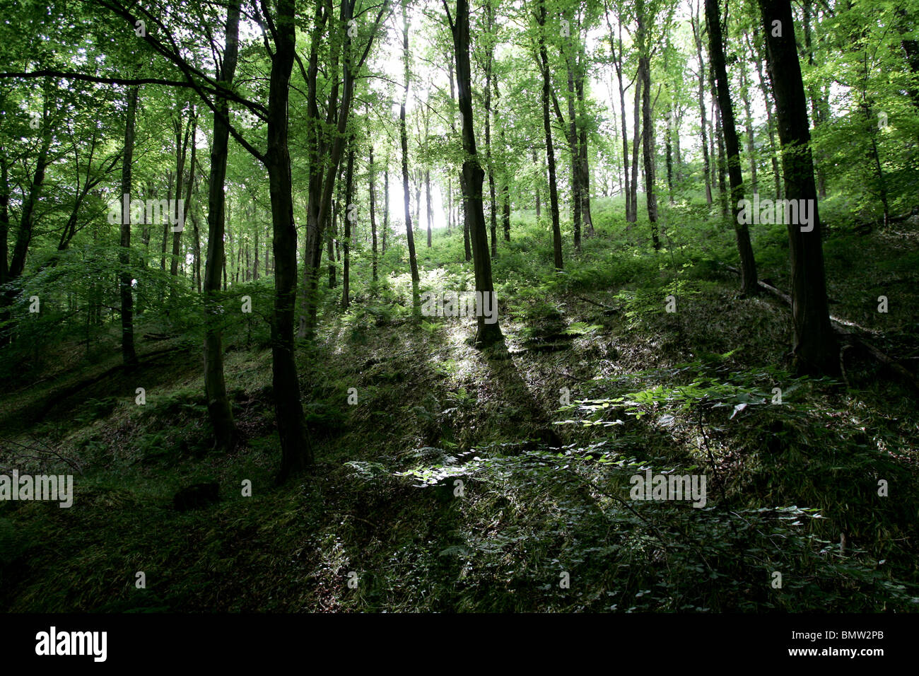 Light shining through the trees in The Forest of Dean Stock Photo - Alamy