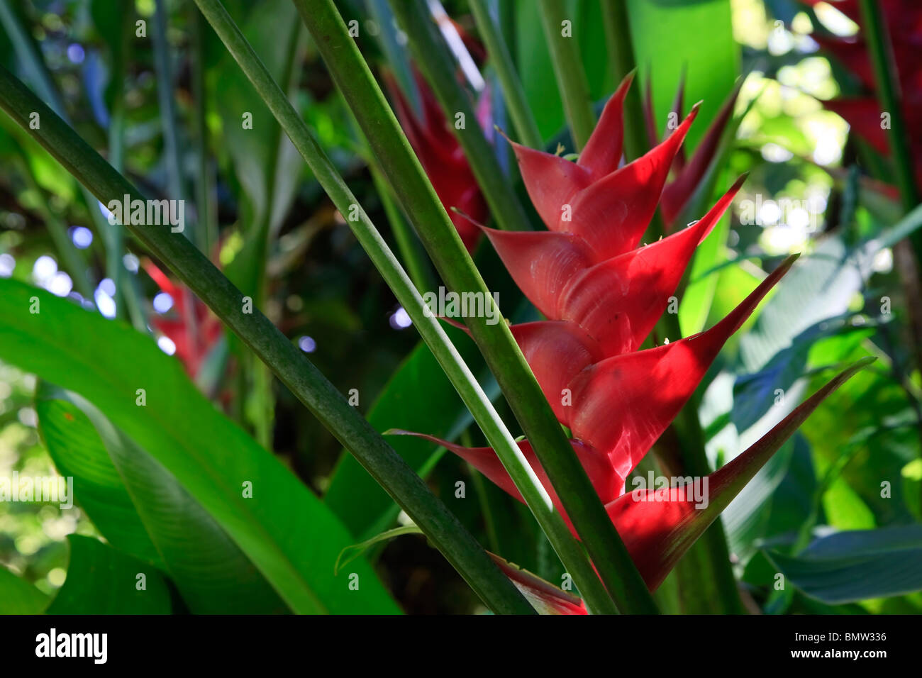 Caribbean, St Lucia, Diamond Botanical Gardens, Heliconia Flower ...