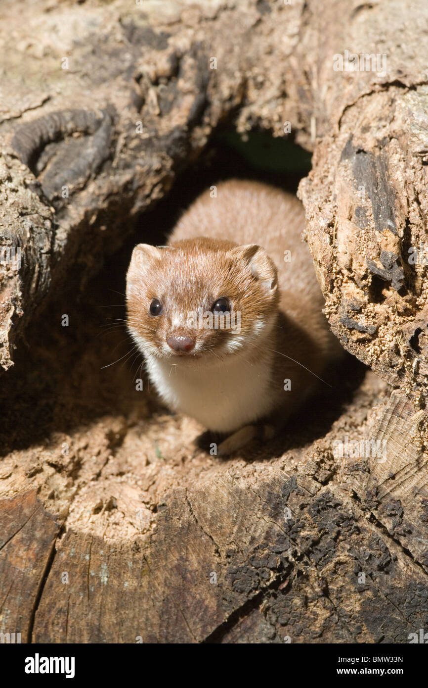 Weasel (Mustela nivalis). Emerging from a hollow log Stock Photo - Alamy