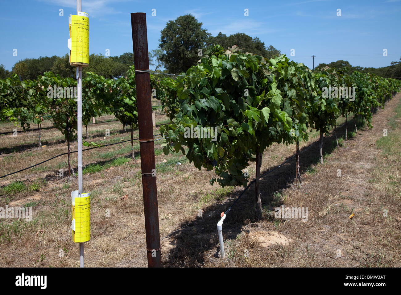 Government insect trap and vineyard at Torre di Pietra winery Stonewall ...