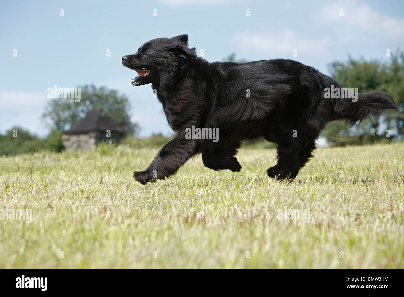 How Fast Can Newfoundlands Run