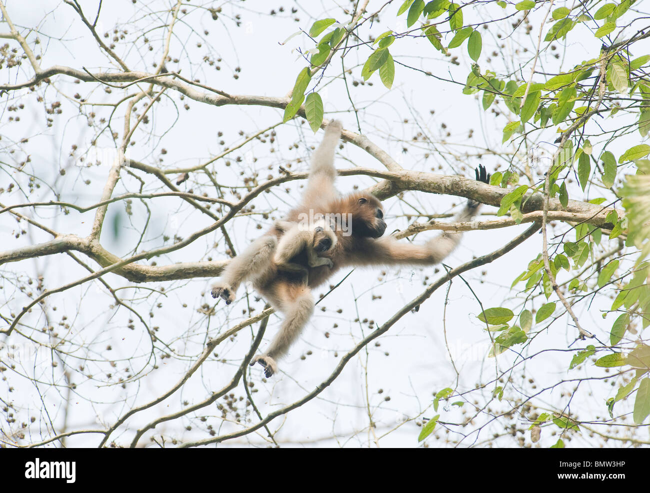 Gibbon mother primate primates hi-res stock photography and images - Alamy