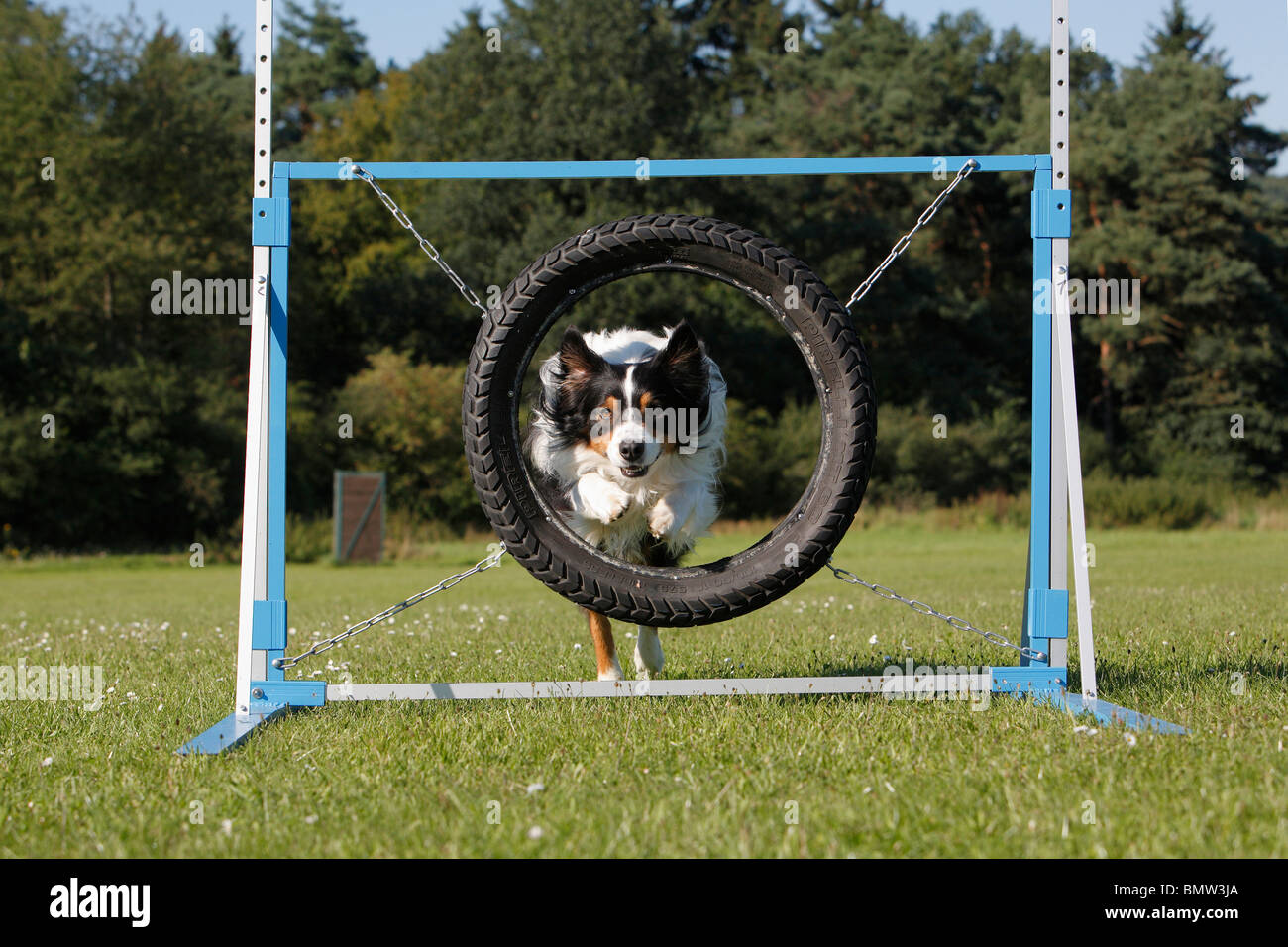 Australian Shepherd (Canis lupus f. familiaris), jumping through a tire ...