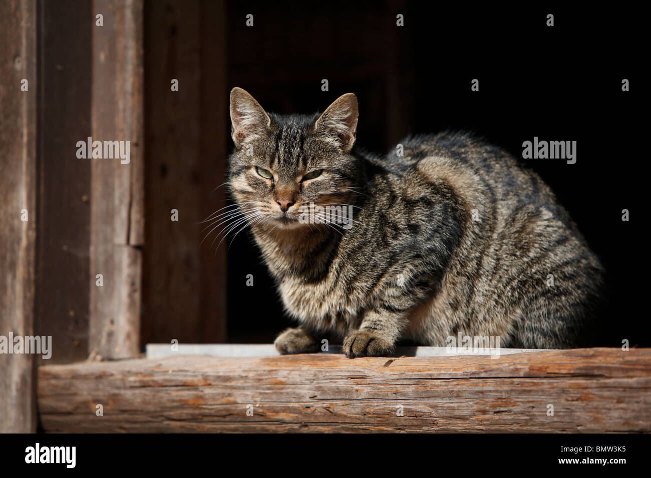 domestic cat, house cat, European Shorthair (Felis silvestris f. catus ...