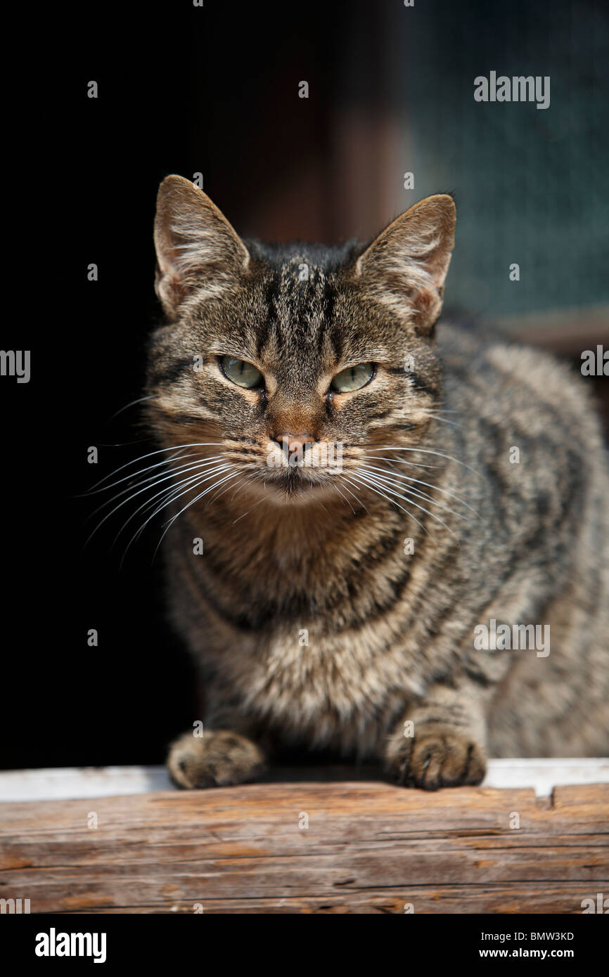 domestic cat, house cat, European Shorthair (Felis silvestris f. catus ...