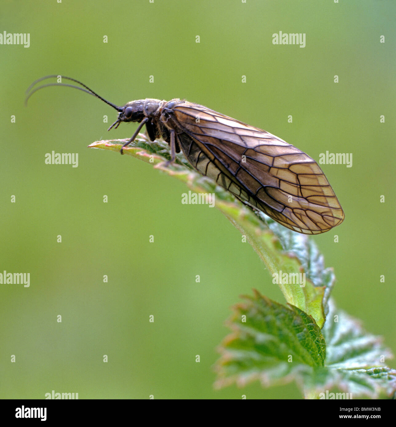 Flavilatera hi-res stock photography and images - Alamy