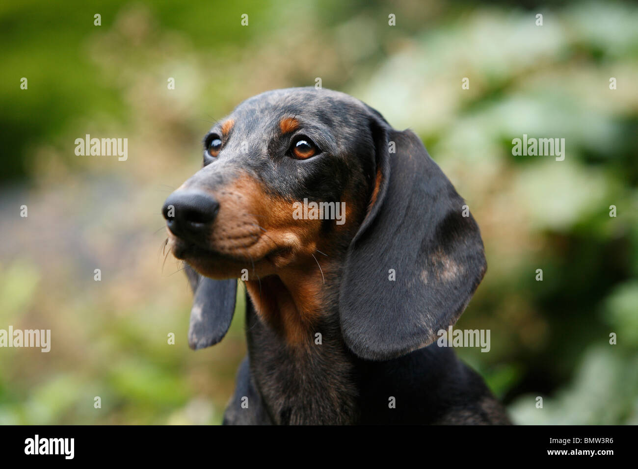 Short-haired Dachshund, Short-haired sausage dog, domestic dog (Canis ...