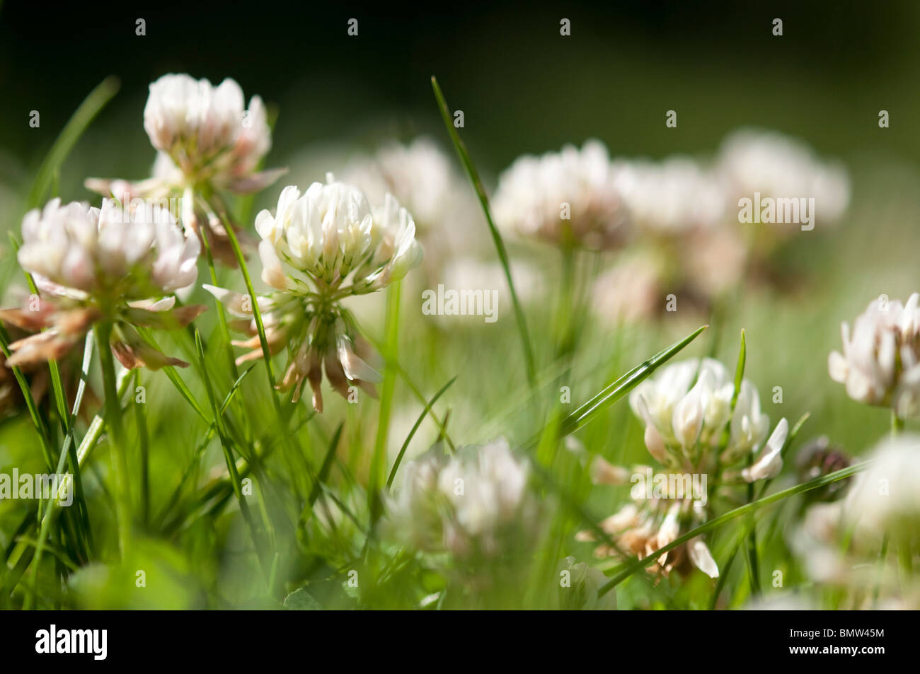 Clover uk field hi-res stock photography and images - Alamy