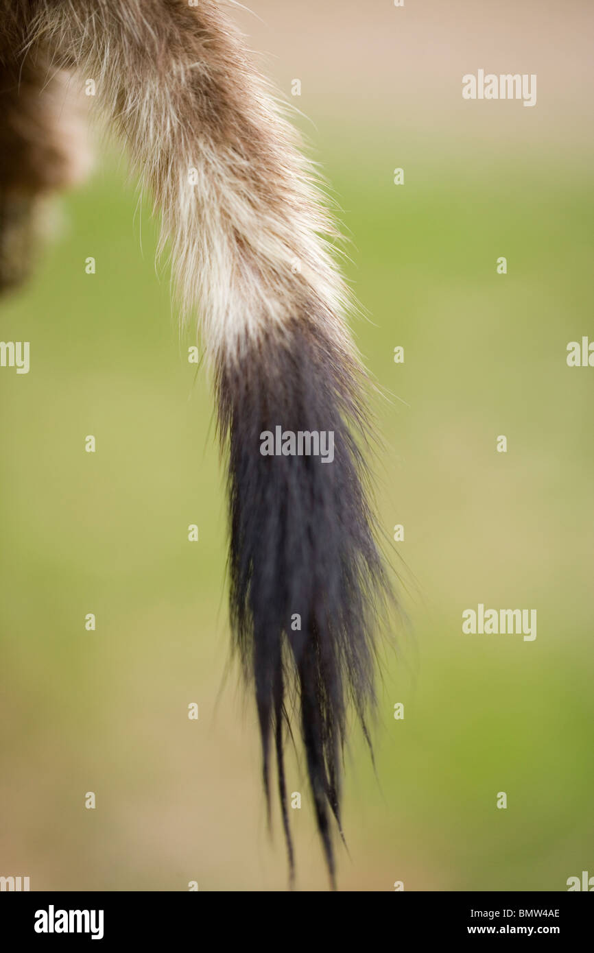 Black tip tail hi-res stock photography and images - Alamy