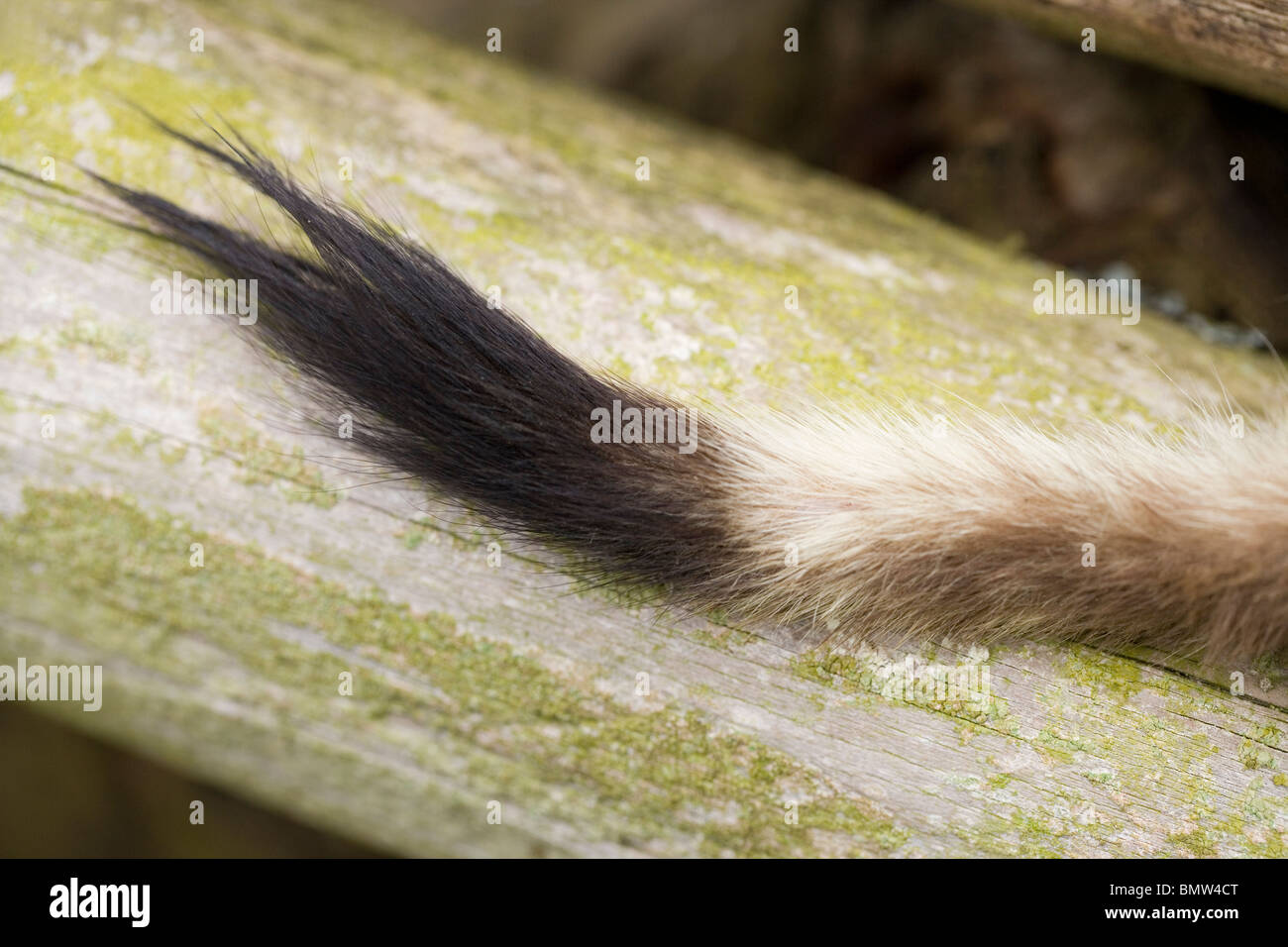 Mustelid hi-res stock photography and images - Alamy