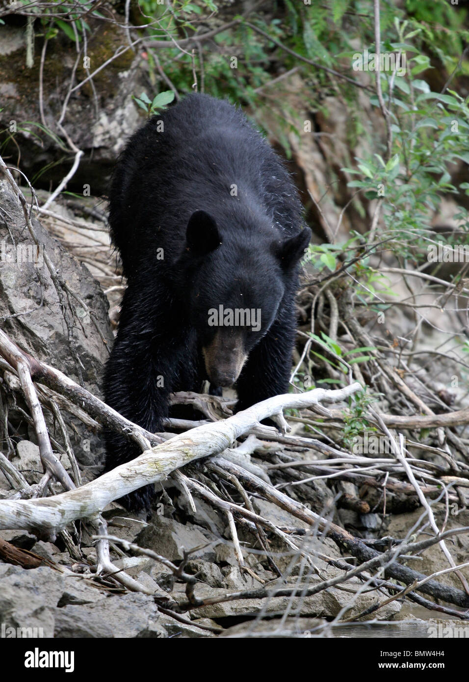 Front view black bear hi-res stock photography and images - Alamy