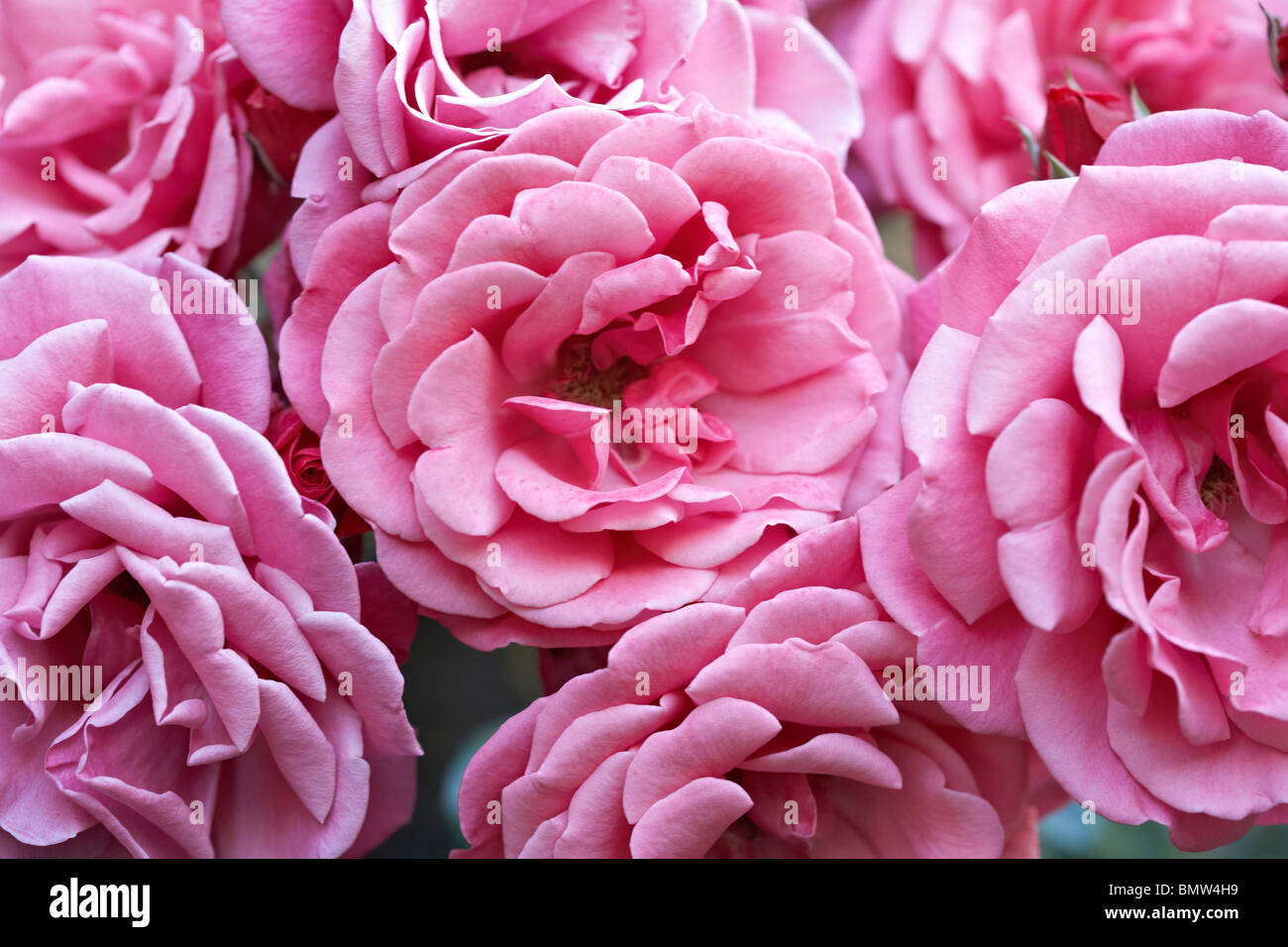 Powdery mildew rose hi-res stock photography and images - Alamy