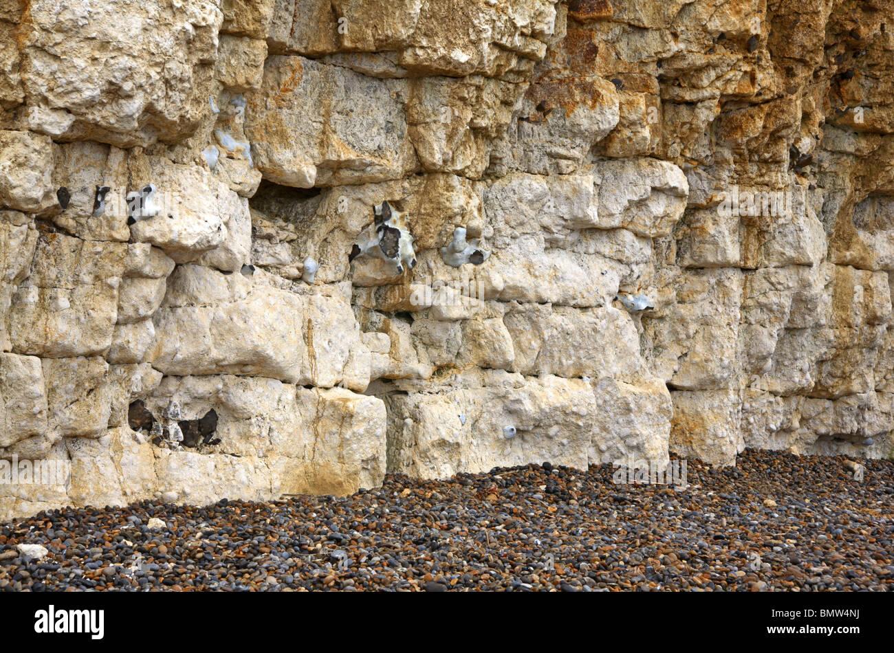 Chalk fossils hi-res stock photography and images - Alamy