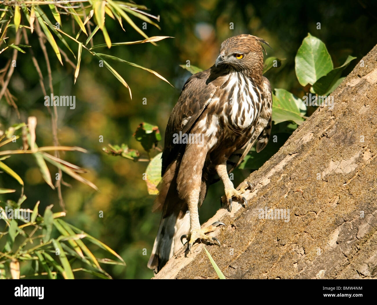 Crested hawk eagle india hi-res stock photography and images - Alamy