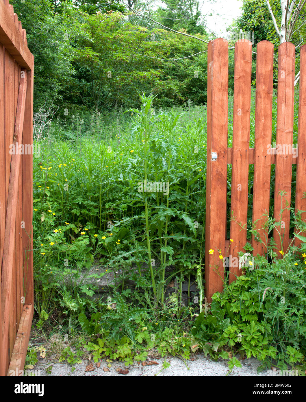 Untidy garden backyard hi-res stock photography and images - Alamy