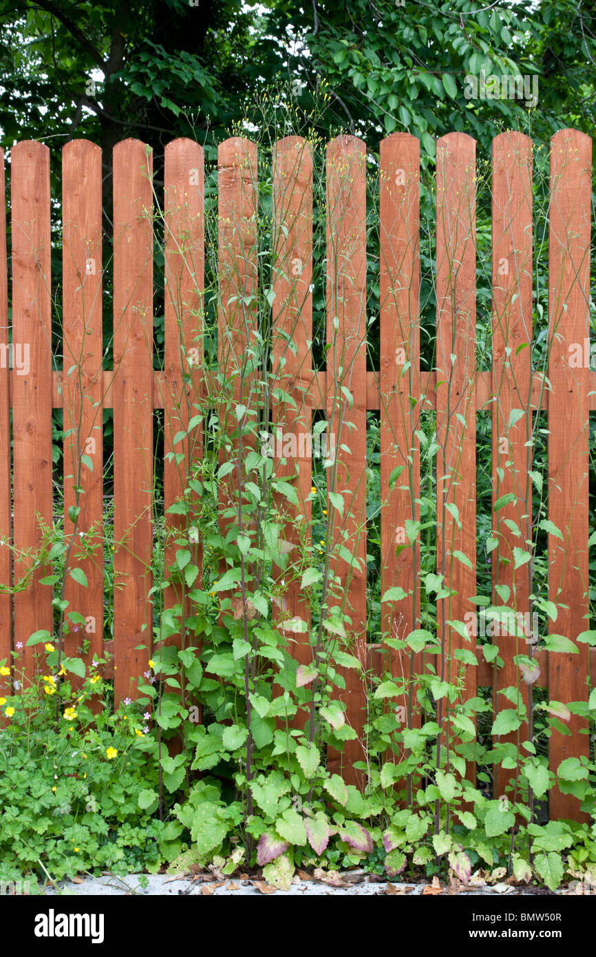 Untidy Back garden, Ireland Stock Photo - Alamy
