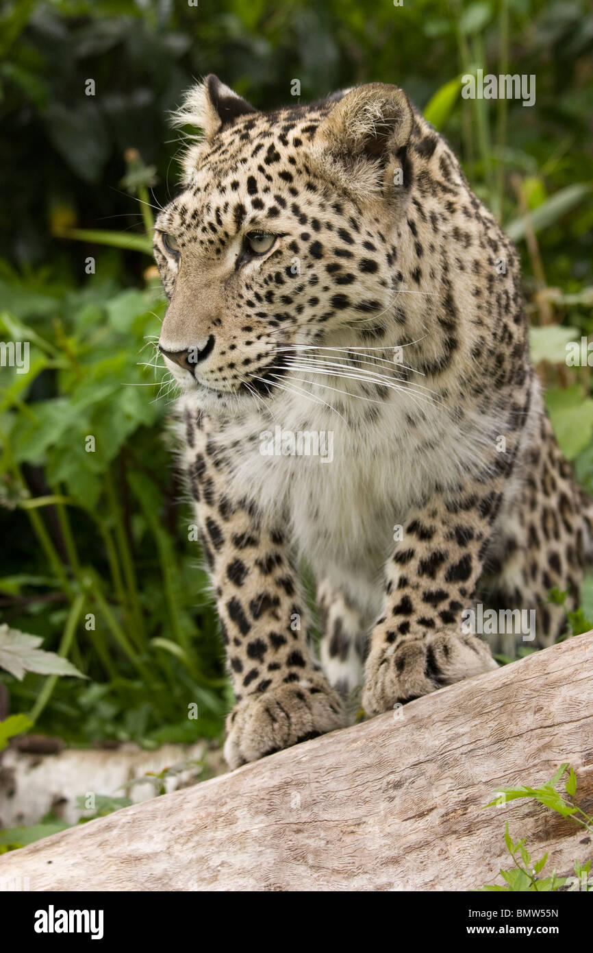 Manchurian Leopard High Resolution Stock Photography and Images - Alamy
