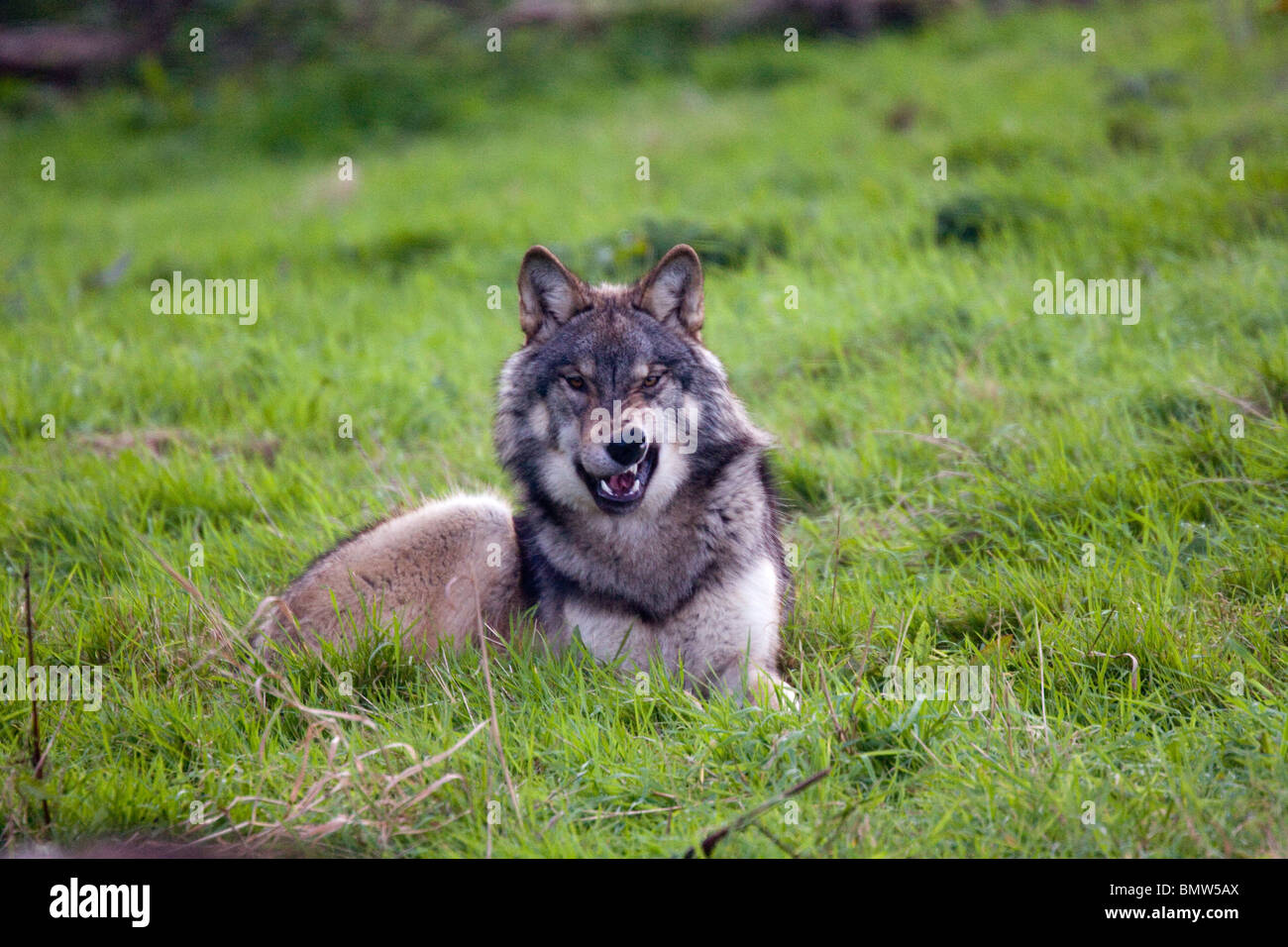 Juvenile european grey wolf Stock Photo - Alamy