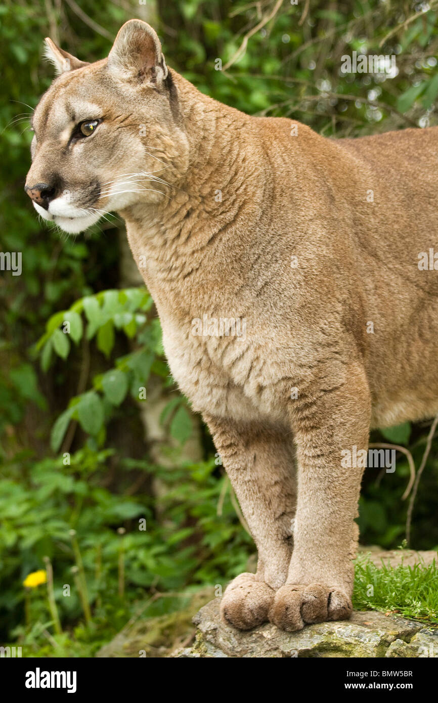 cougar (Puma concolor) portrait Stock Photo - Alamy