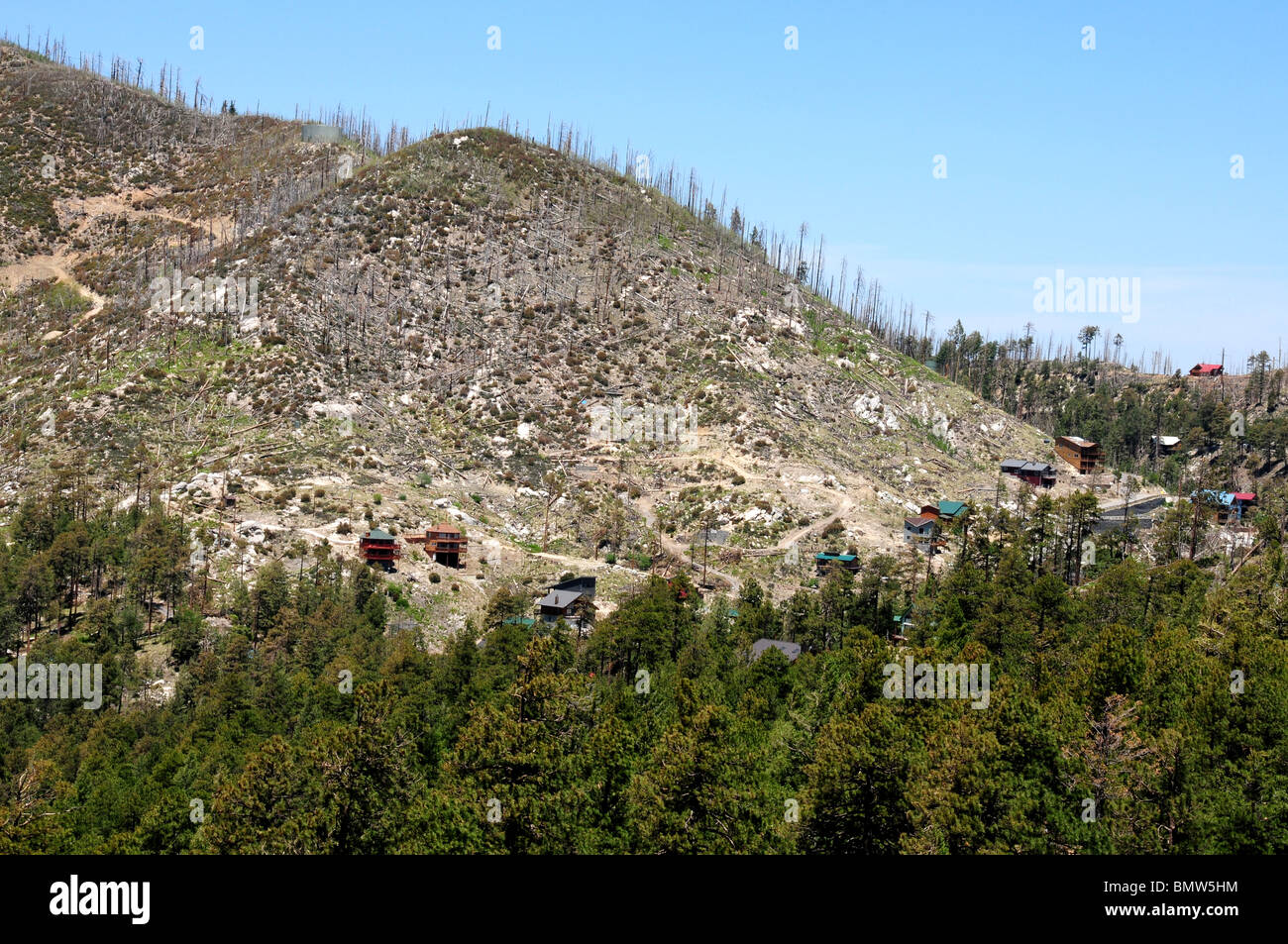 Trees effected by the Aspen Fire of 2003 litter Summerhaven on Mount ...