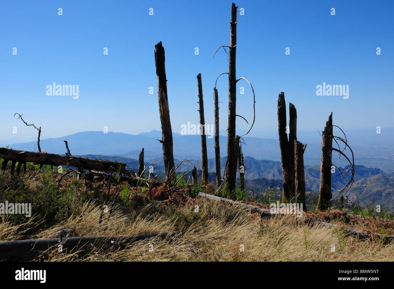 New growth near trees effected by the Aspen Fire of 2003 on Mount ...