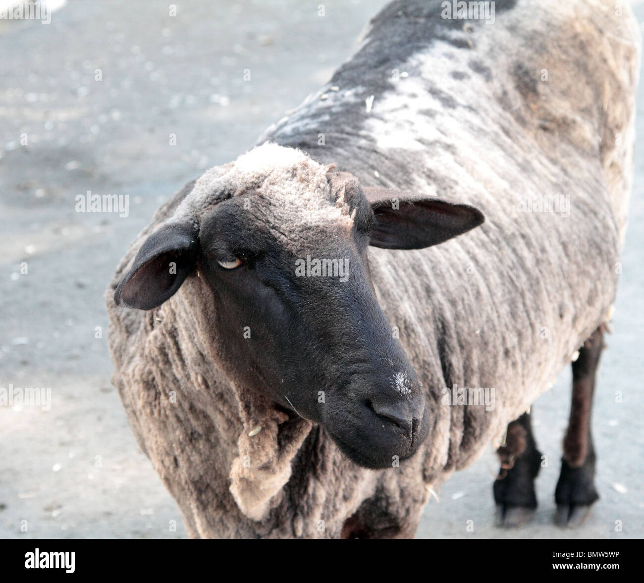 Black faced sheep Stock Photo - Alamy