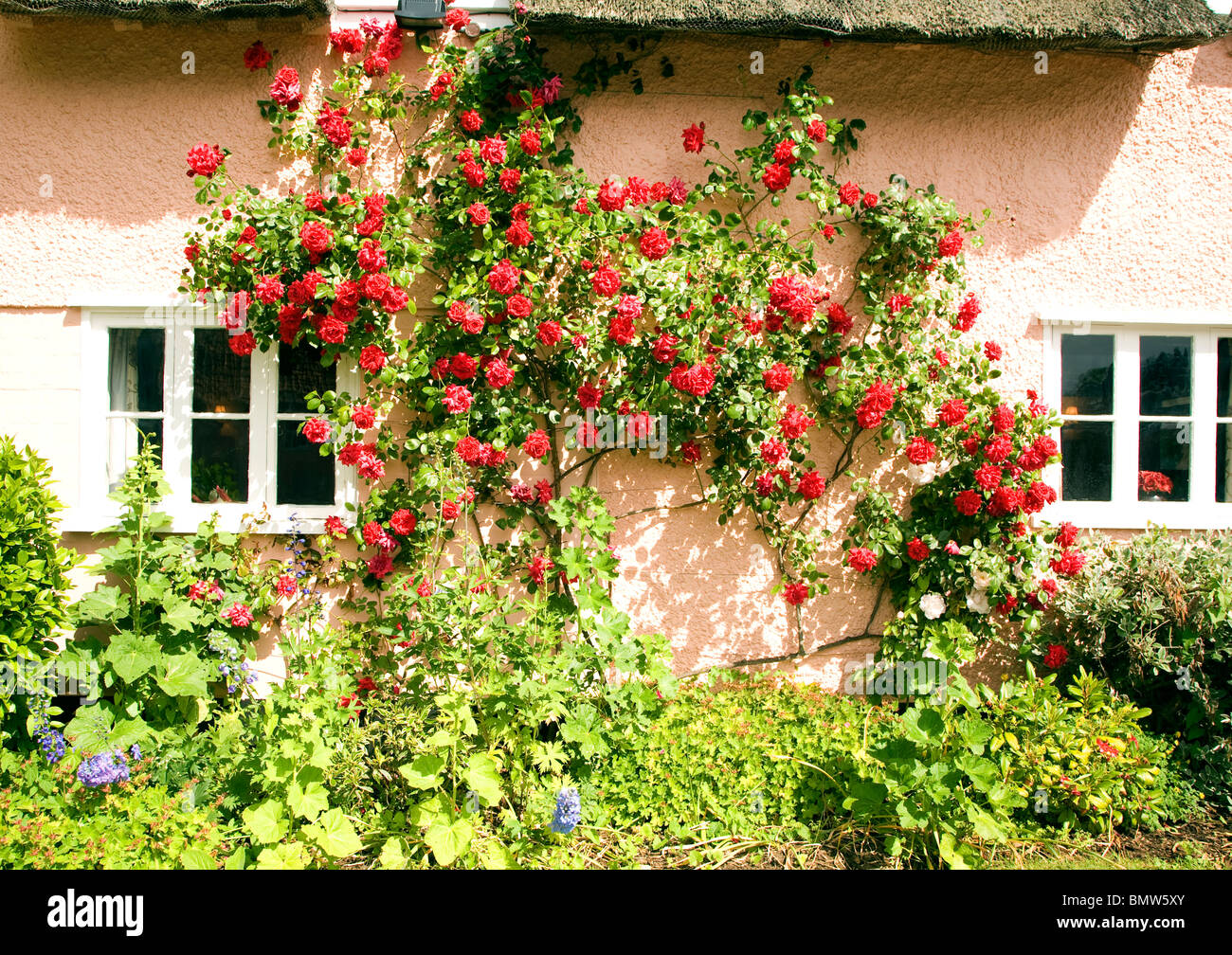 Country cottage roses hi-res stock photography and images - Alamy