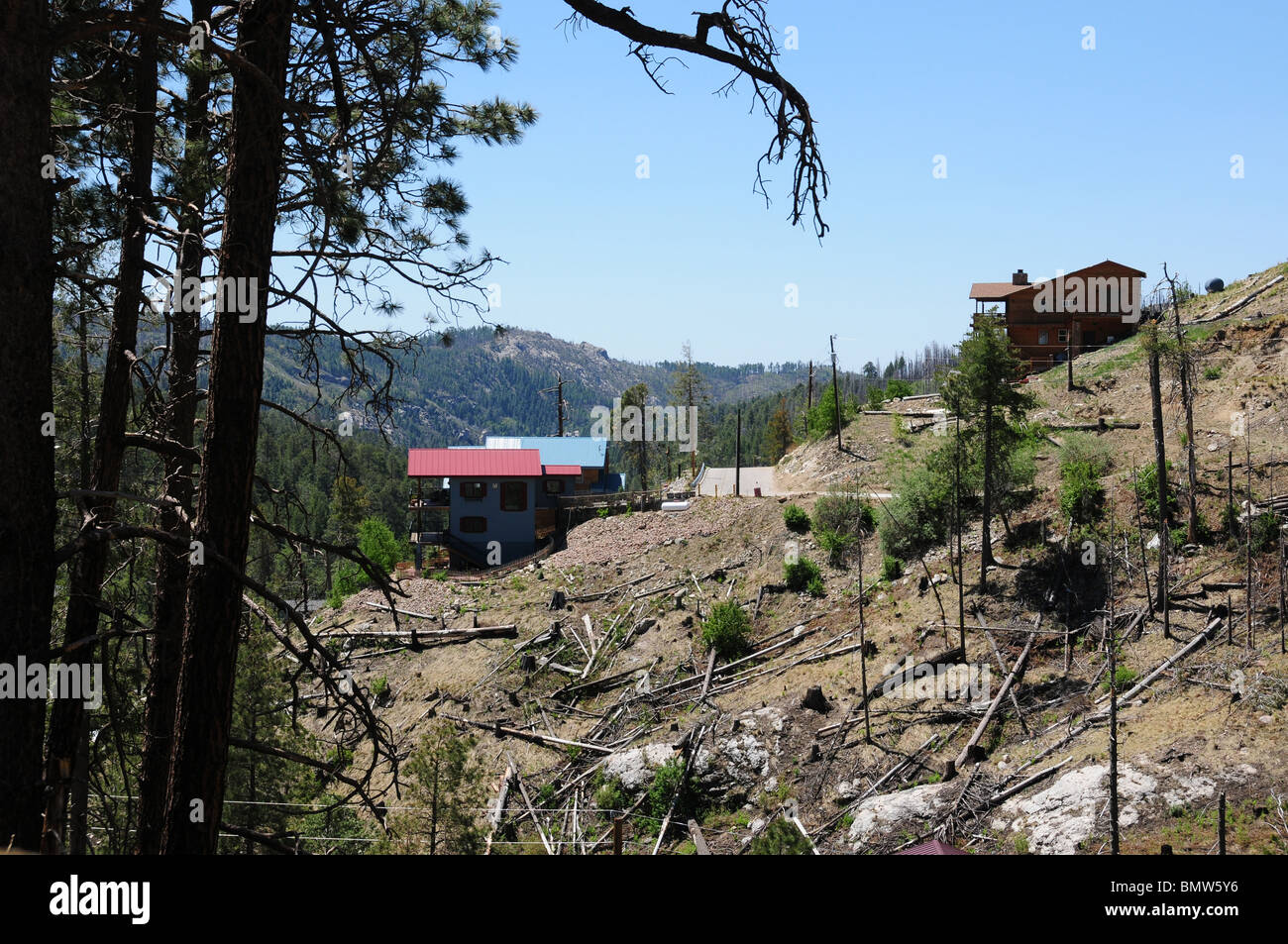 Trees effected by the Aspen Fire of 2003 litter Summerhaven on Mount ...