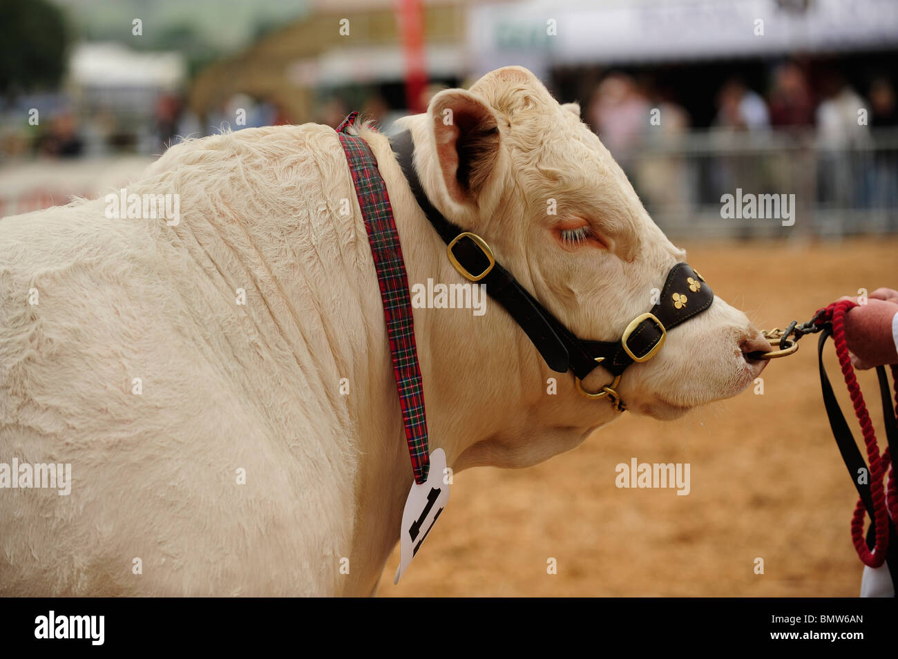 Bull and cow hi-res stock photography and images - Alamy
