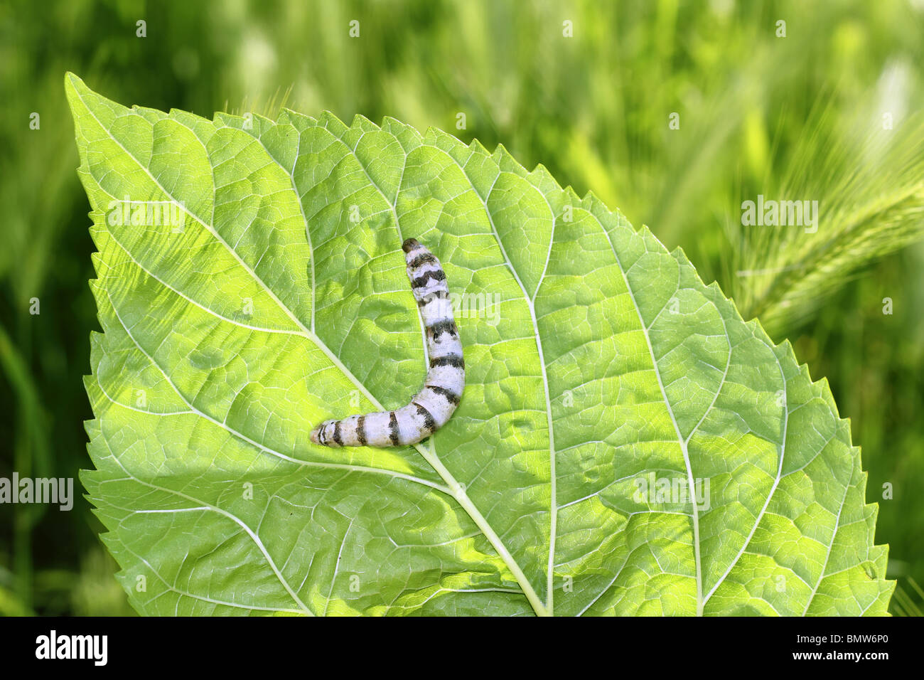 Silkworm hi-res stock photography and images - Alamy