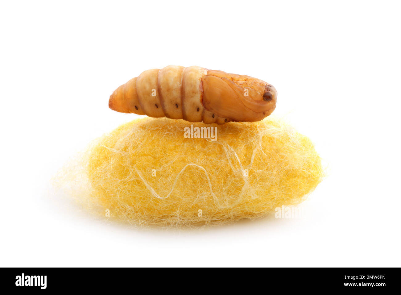 chrysalis silkworm up over silk worm cocoon Stock Photo - Alamy
