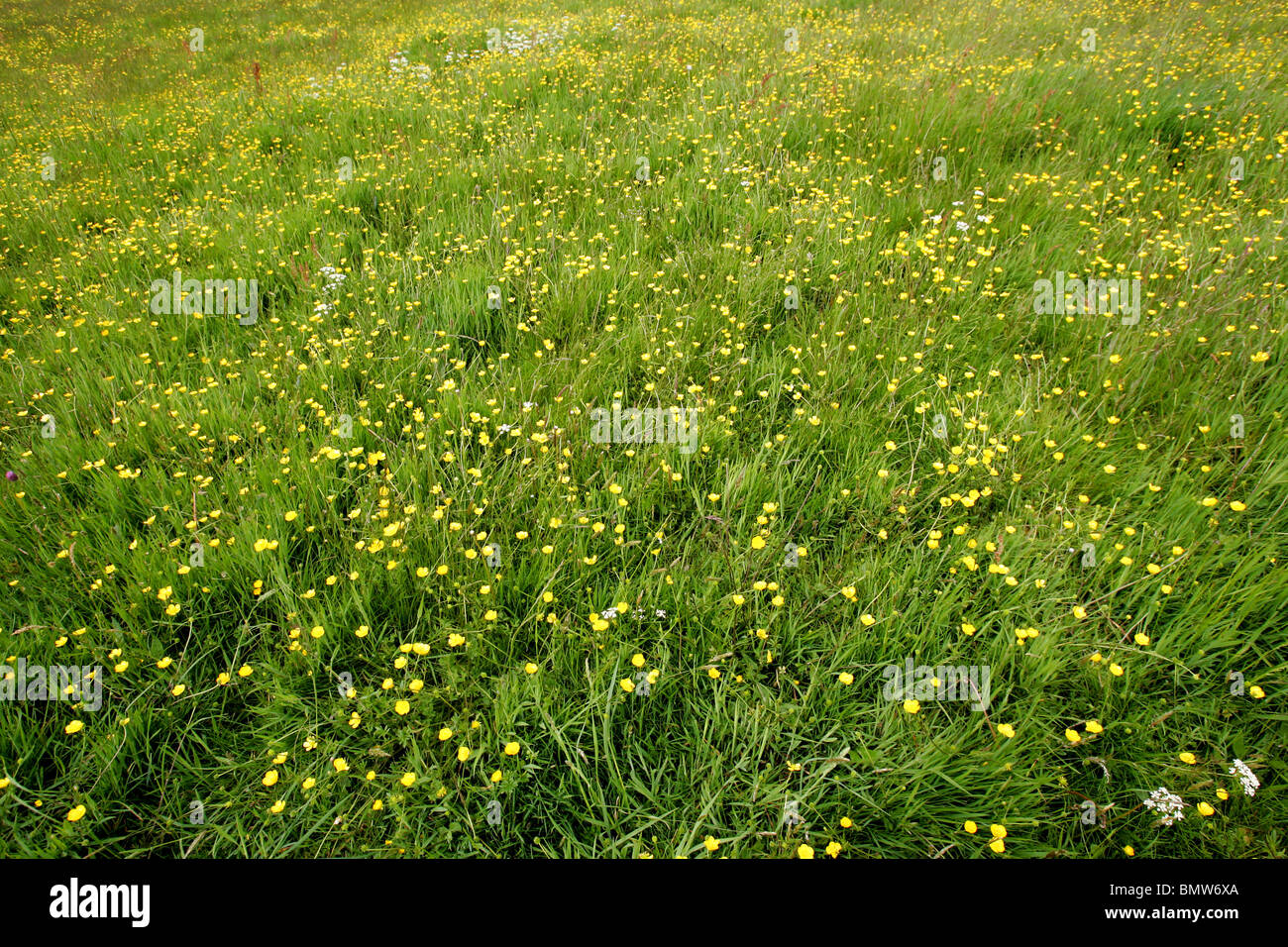 Buttercups grass hi-res stock photography and images - Alamy