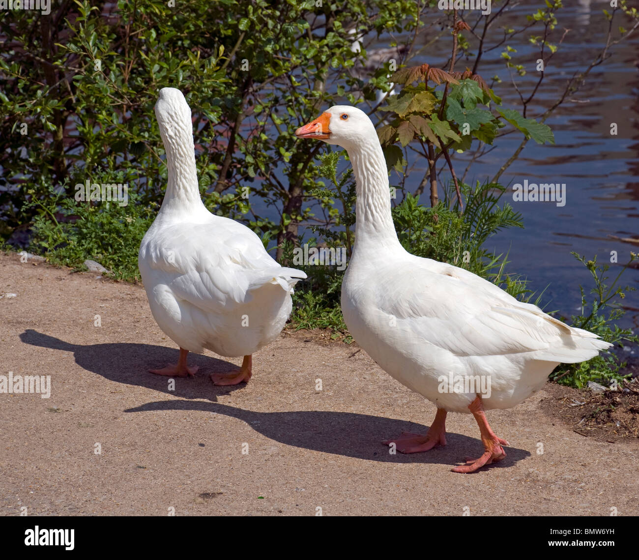 two white geese Stock Photo - Alamy