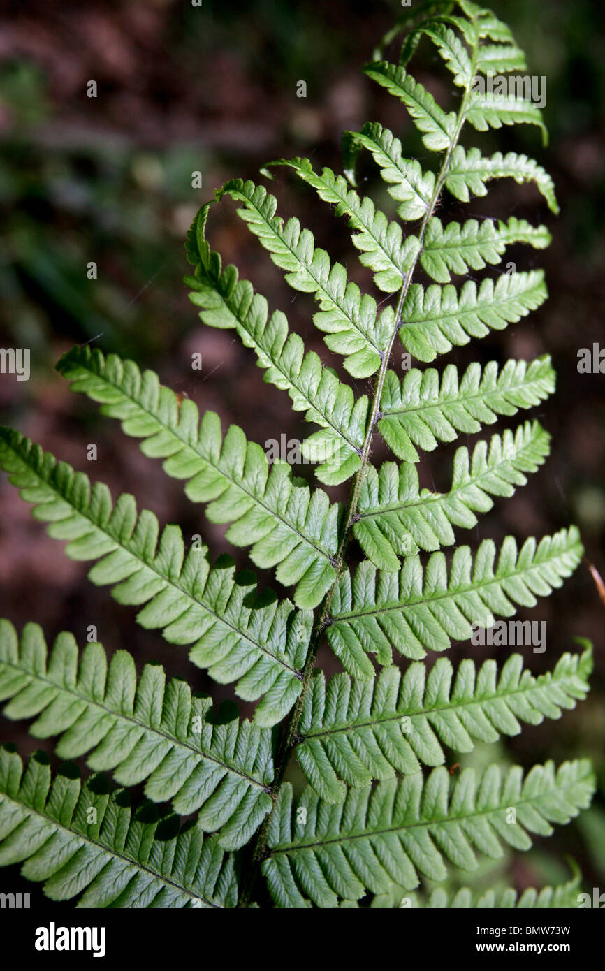 A fern leaf Stock Photo - Alamy