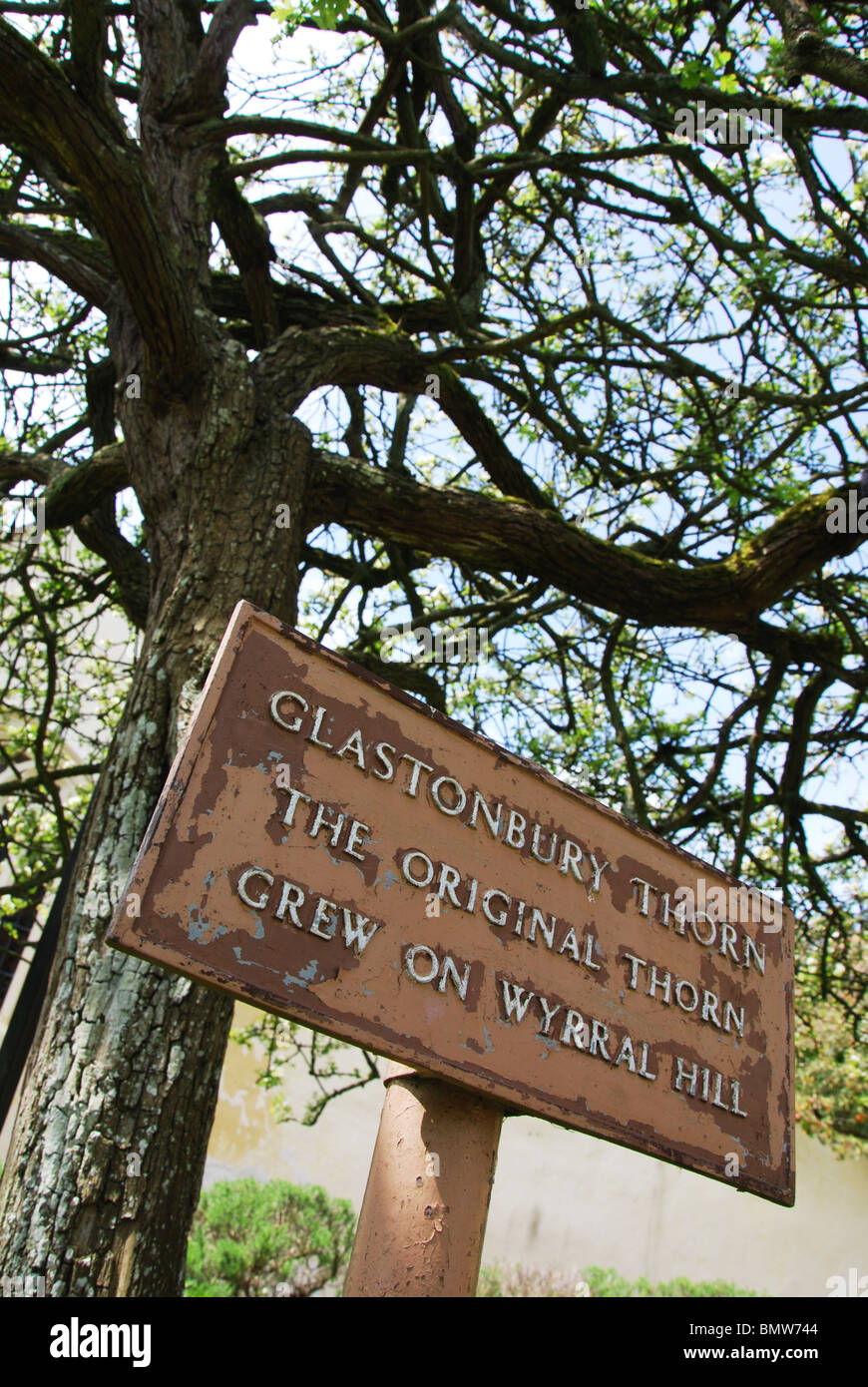 sign by thorn tree in Glastonbury Abbey Somerset UK Stock Photo - Alamy