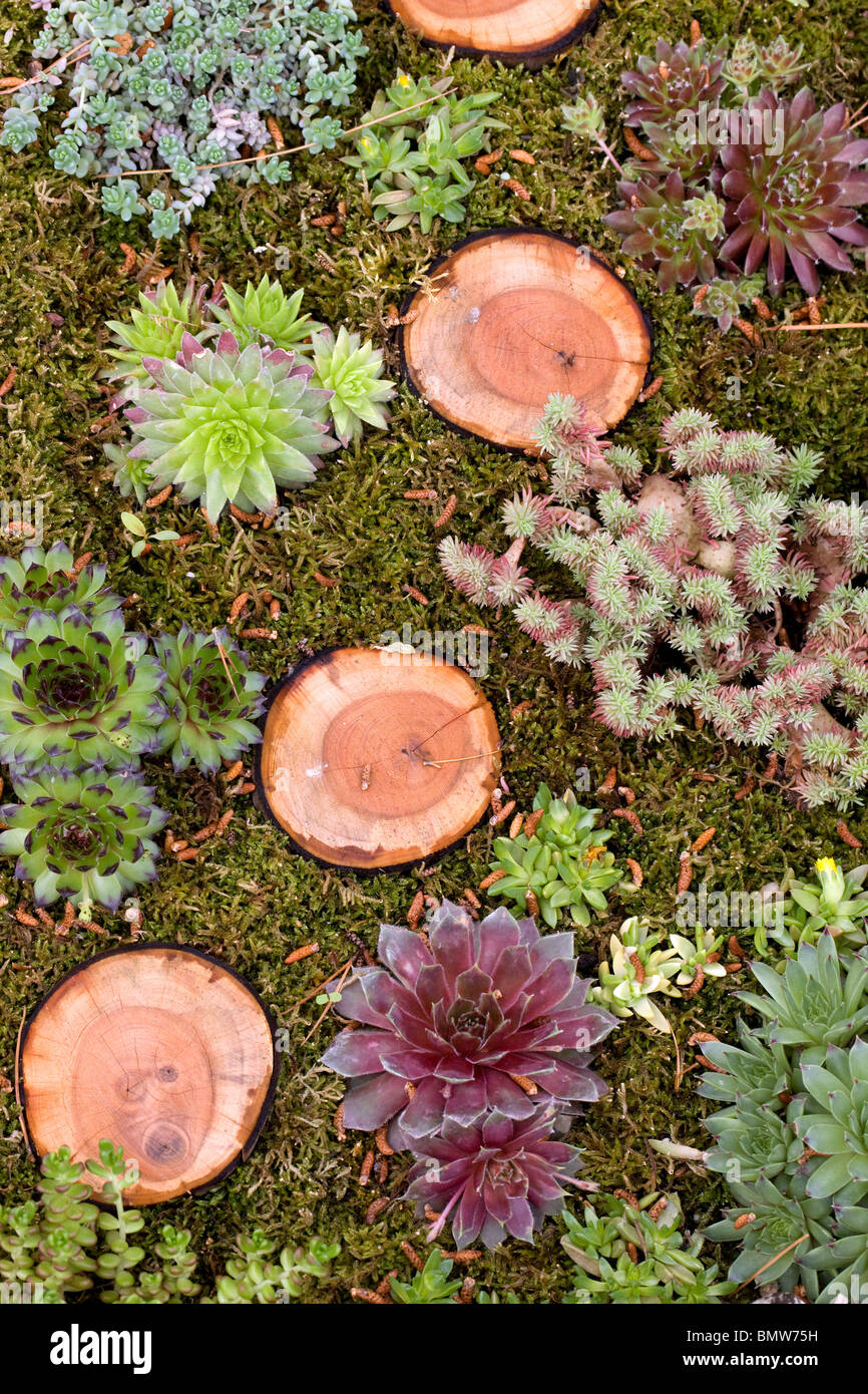 cactus composition, hobbies, gardening, green, nature Stock Photo - Alamy