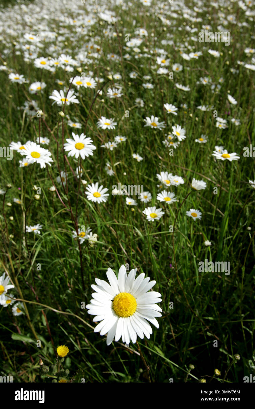 A field of daisies Stock Photo - Alamy