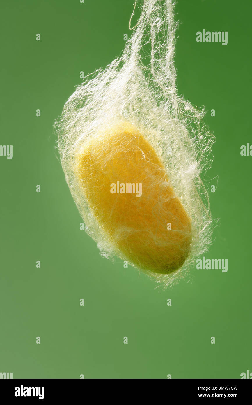 cocoon of silkworm hanging on silk worm net green background Stock ...