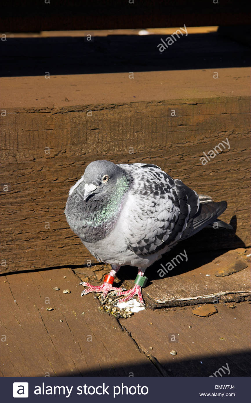 Fat Pigeon Stock Photos & Fat Pigeon Stock Images - Alamy